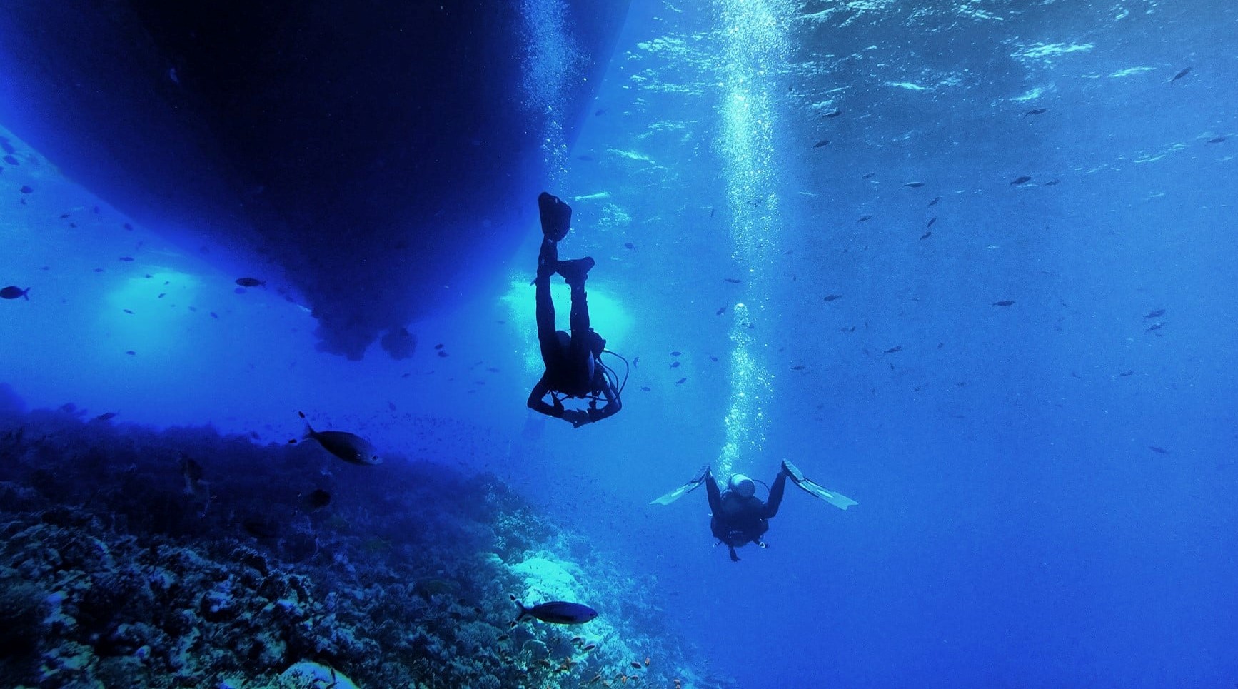 DIVE SAFARI GUIDE (3: Social Norms) - Teclinediving